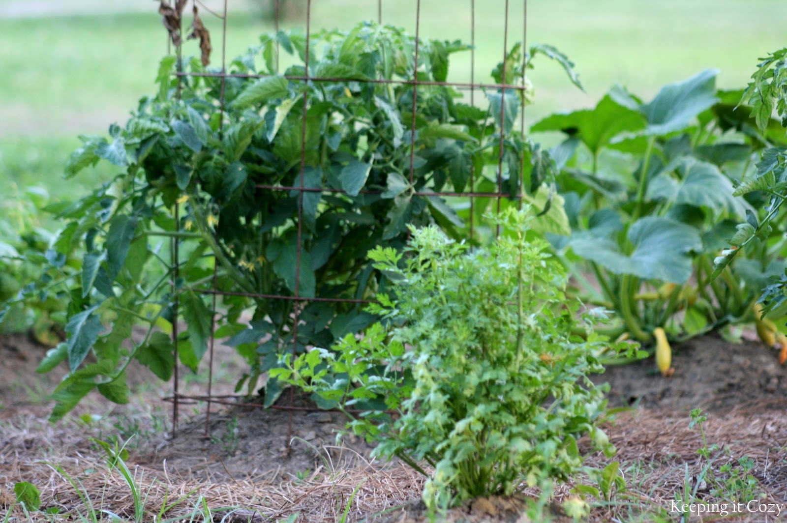 Domestic crop shows signs of growth – Caribbean Millers’ Association