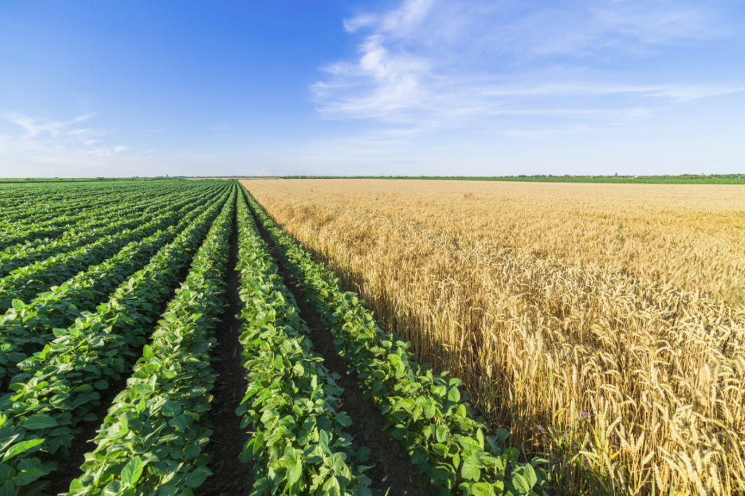 USDA sees spring wheat area down 2% from 2021 – Caribbean Millers ...